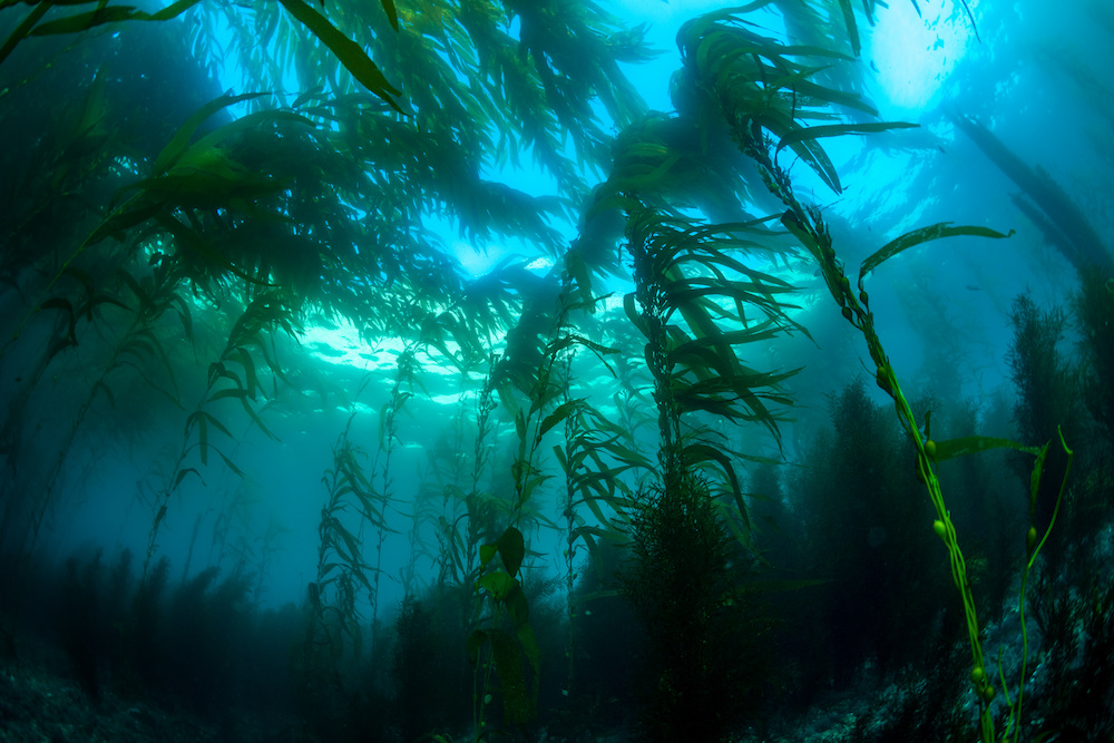 Everything You Need To Know About Algae | The Momentum
