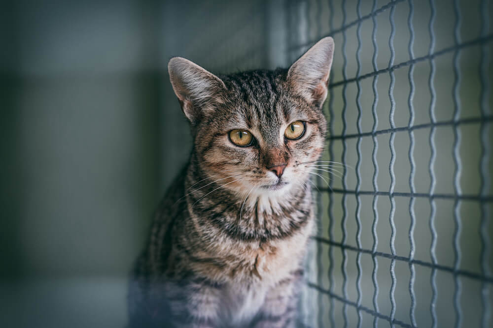 Passing The Test: The Ethics Of Animal Testing | The Momentum