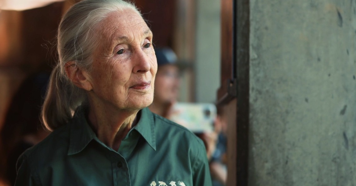 Jane Goodall: A Pioneer In Chimpanzee Research And Conservation | The ...