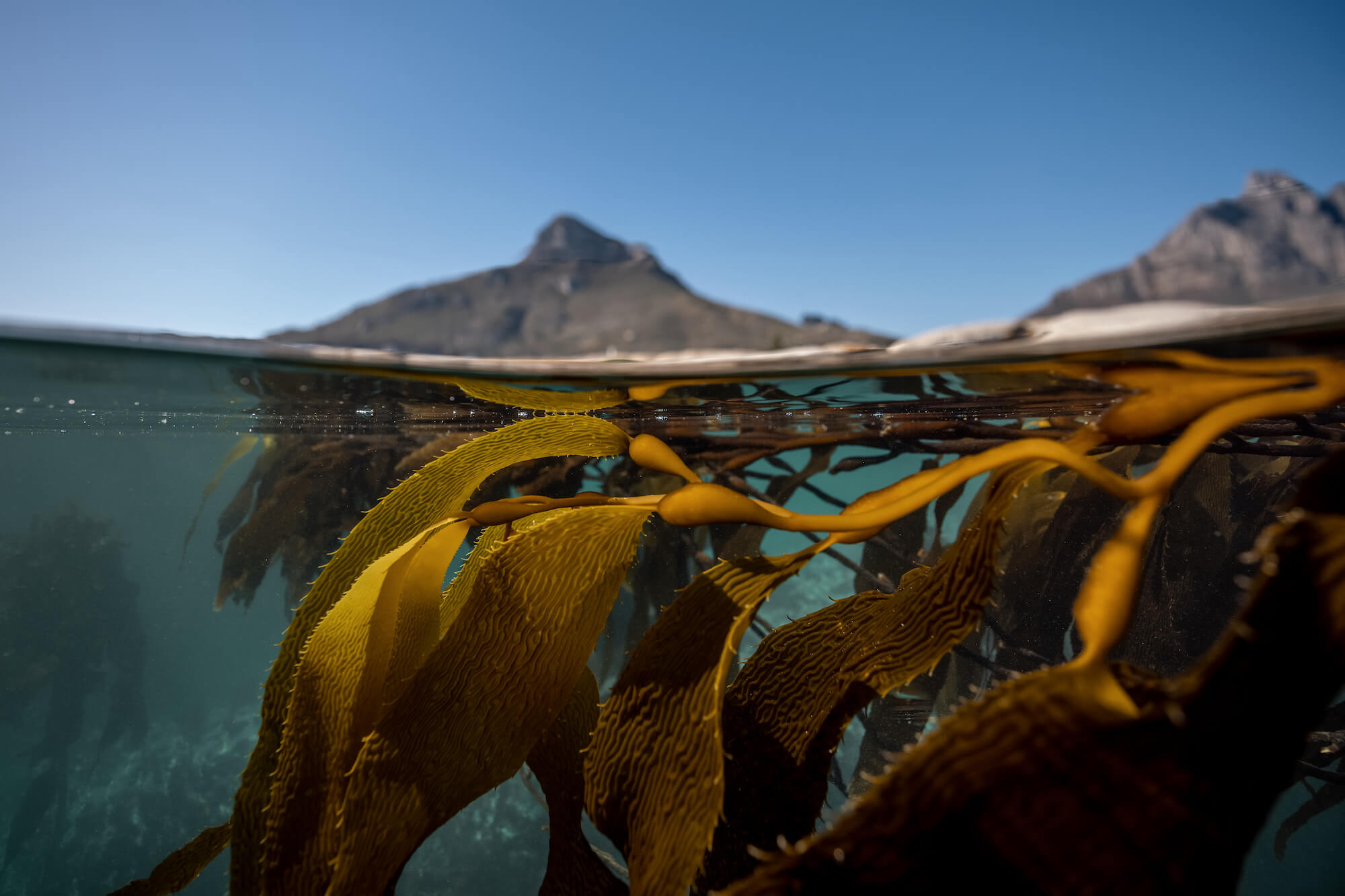 Diving In: Kelp Forests And Ocean Conservation With Faine Loubser | The ...