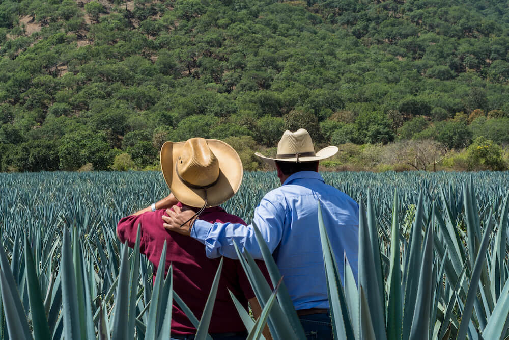 A Look Inside Nonprofits Advocating For The Mezcal And Tequila Industry ...