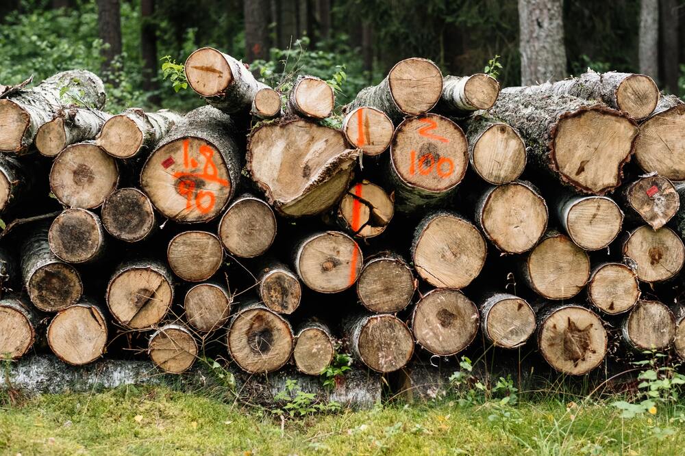 Can Fashion Brands Stop Forest Logging? | The Momentum