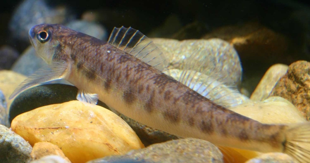 Endangered Fish Reintroduced After 50 Years | The Momentum