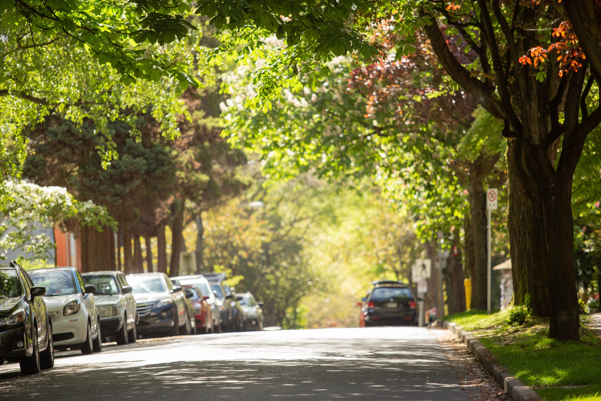 Rooted In Equity: How Trees Can Transform Black And Brown Neighborhoods ...