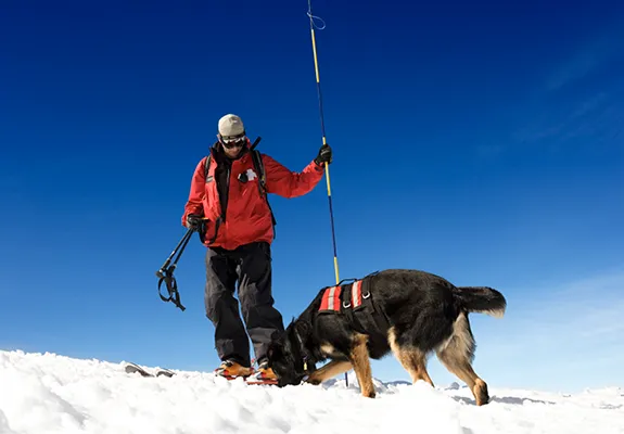 DogBase - Elevated Working Dog Performance Starts Here