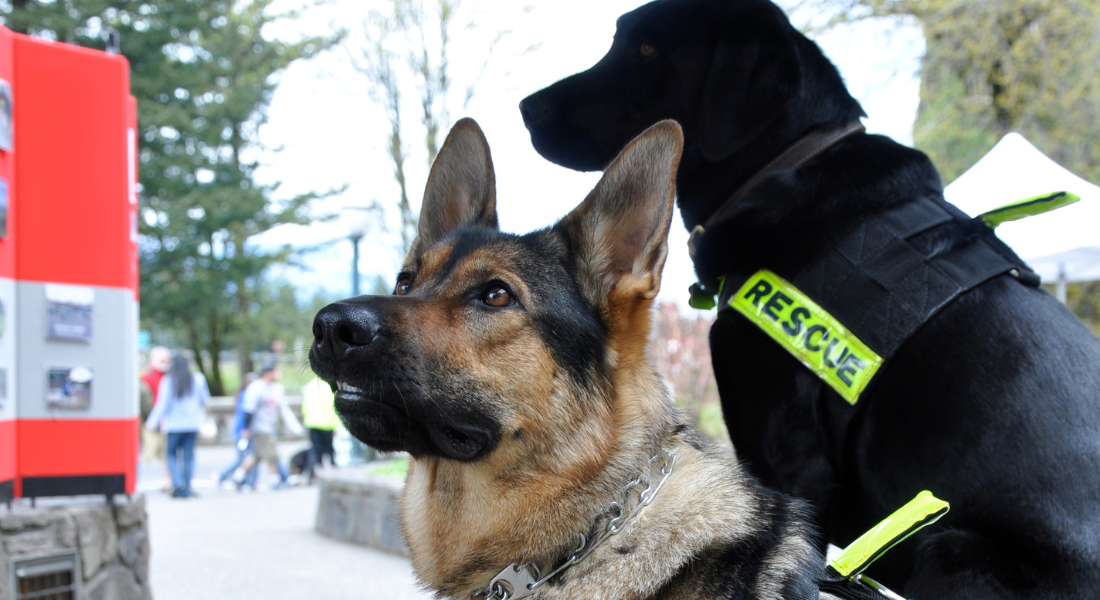 SAR Insights: How Teams, K9s, and Budgets Affect SAR Success Rate