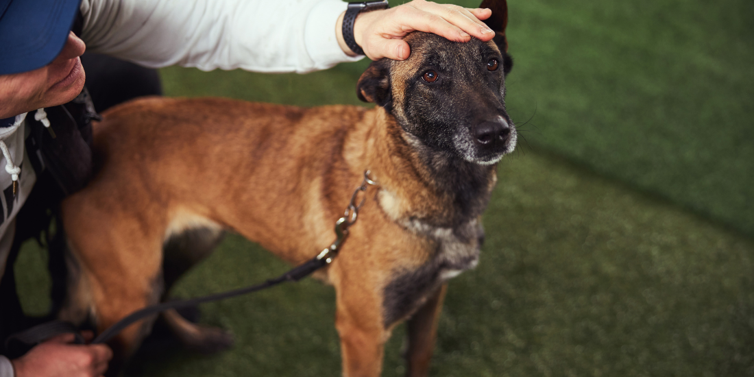 The Shift Toward Digital Logbooks in K9 Search and Rescue