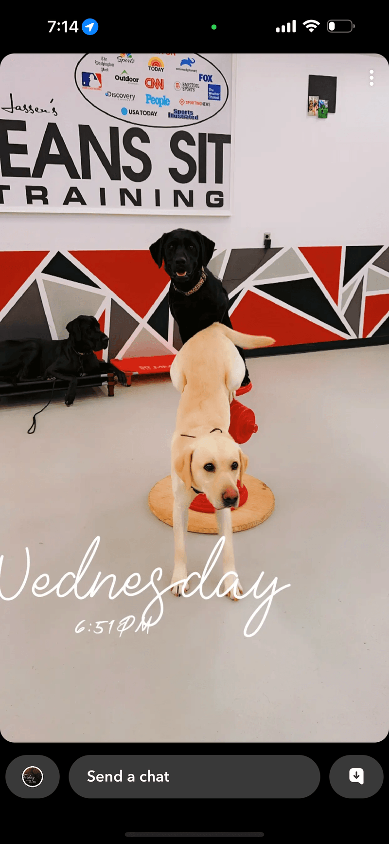 DogBase - Elevated Working Dog Performance Starts Here