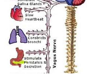 The Vagus Nerve & Diaphragm | Hyperhealth