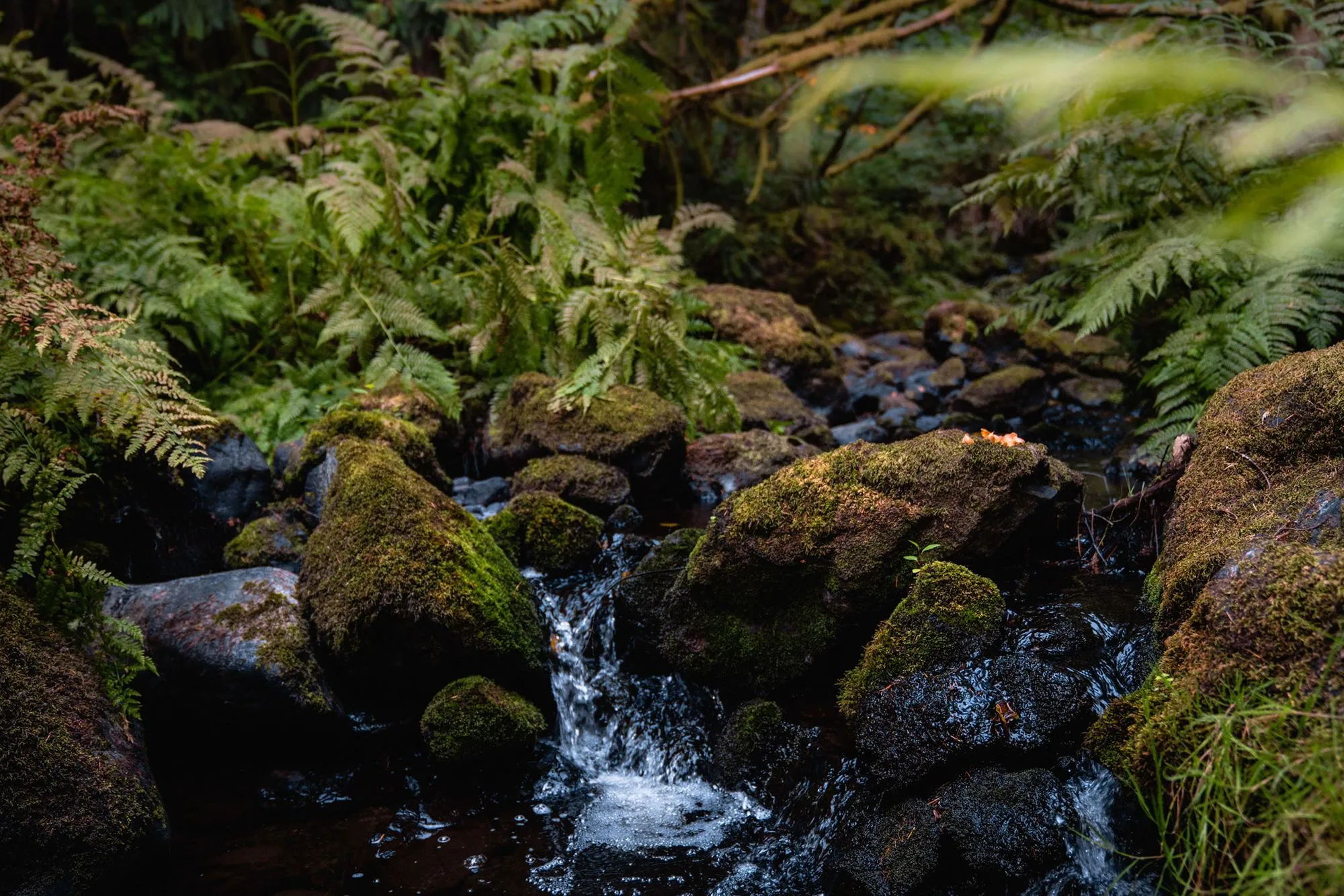 The Neighbourhood | Olympic Breeze Residential Duplexes | Victoria BC