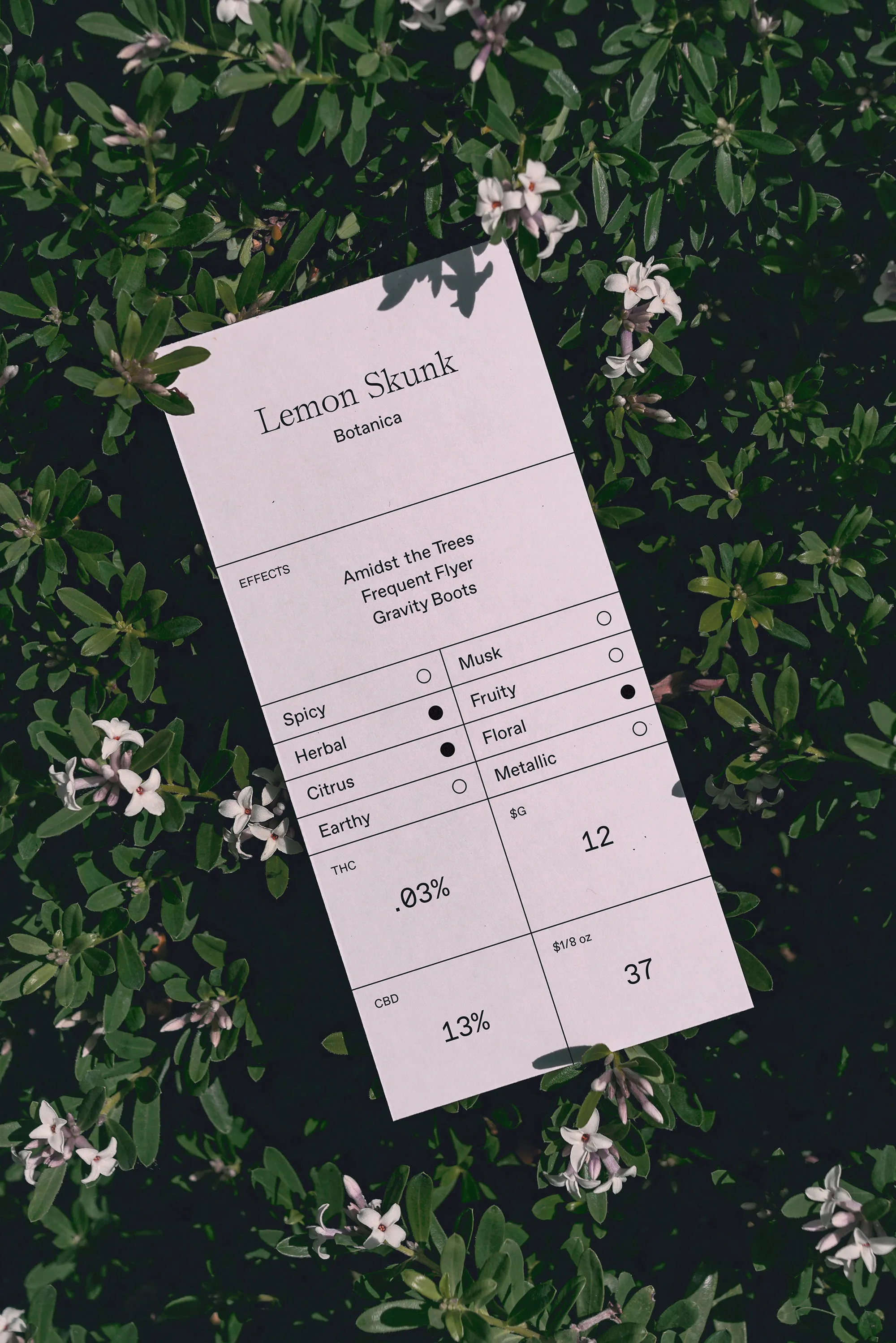 OMFGCO + Botanica - Visual Identity, Interior Design, Signage ...