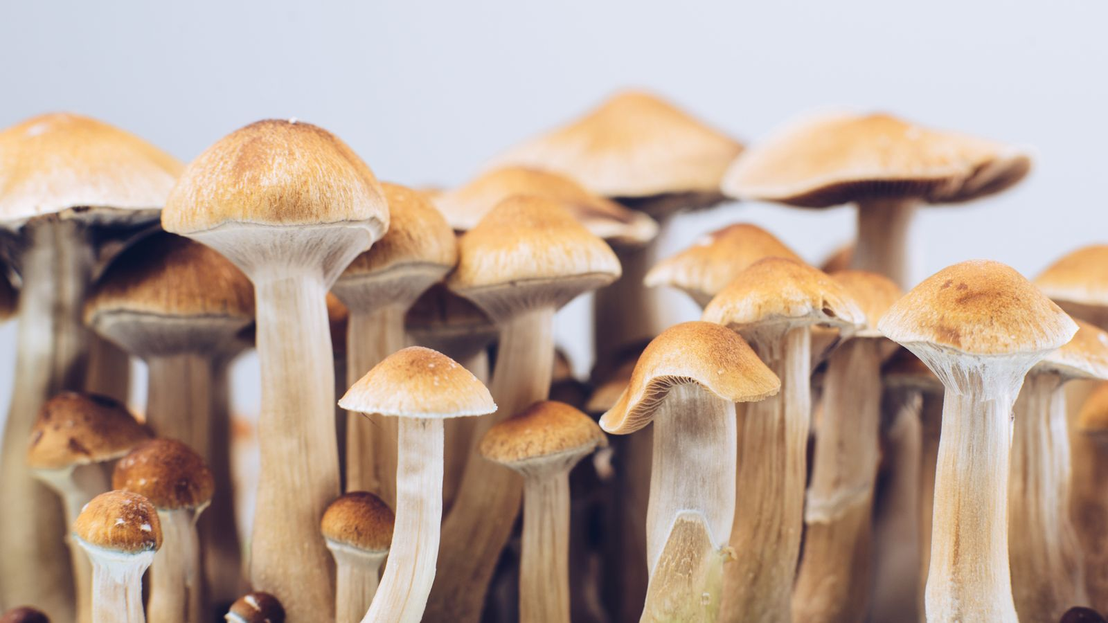 Mushroom Testing Lab - Psilocybin Potency & Product Safety