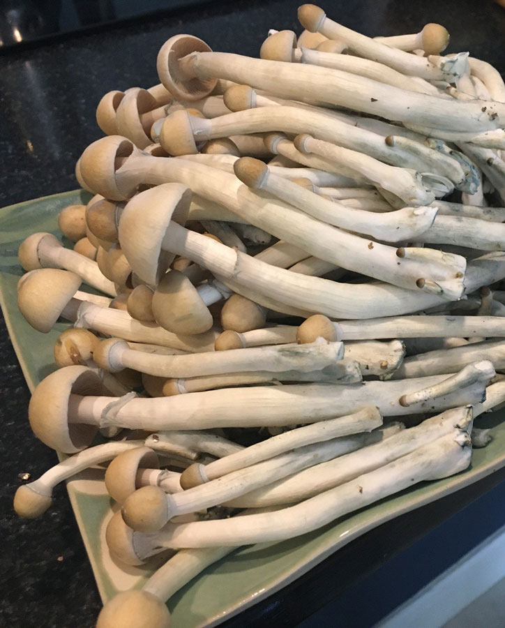 Mushroom Testing Lab - Psilocybin Potency & Product Safety