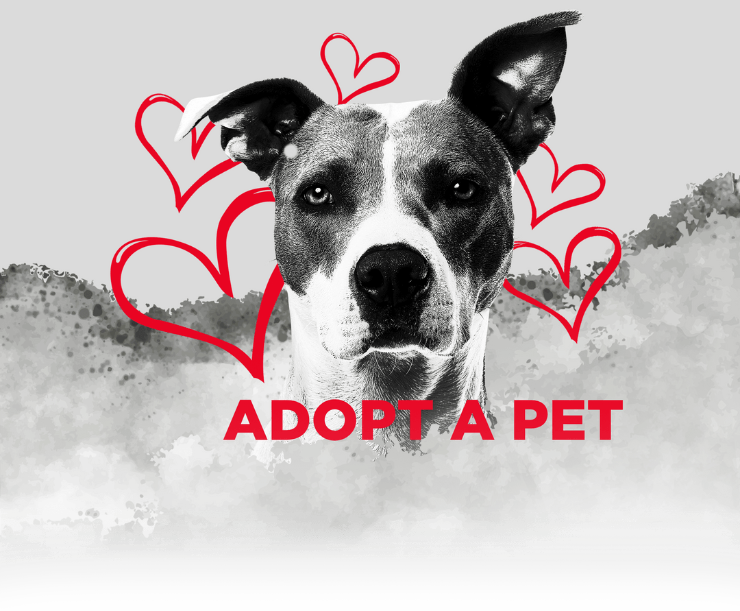 Adopt a Pet