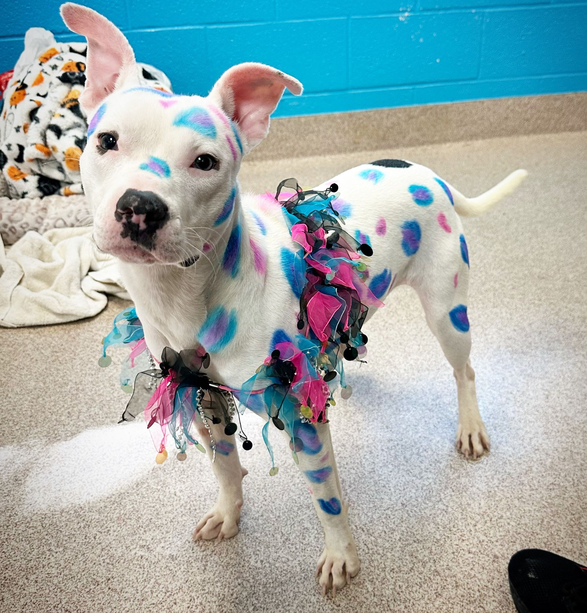 Ardmore Animal Shelter in Ardmore, Oklahoma