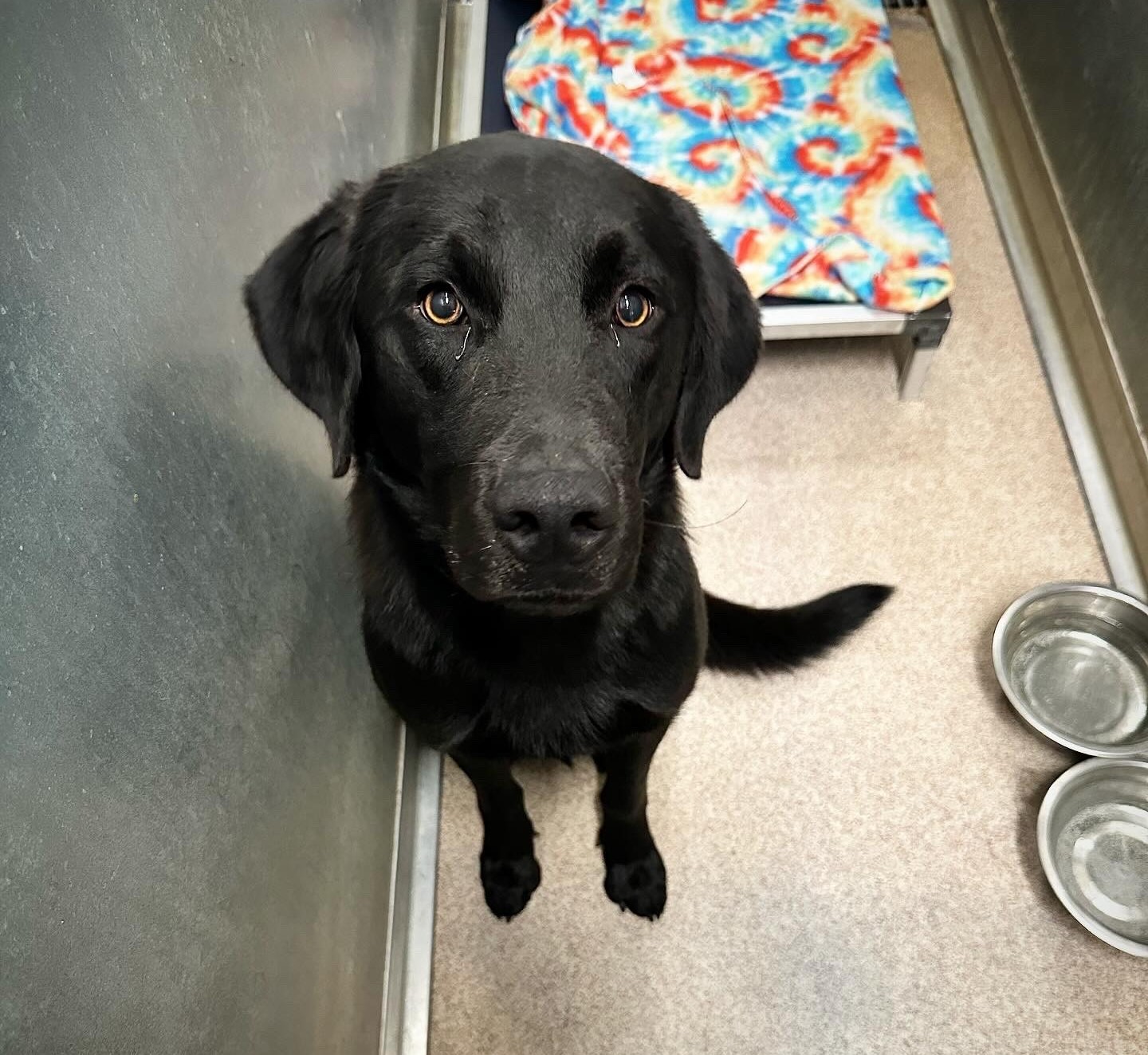 Ardmore Animal Shelter in Ardmore, Oklahoma