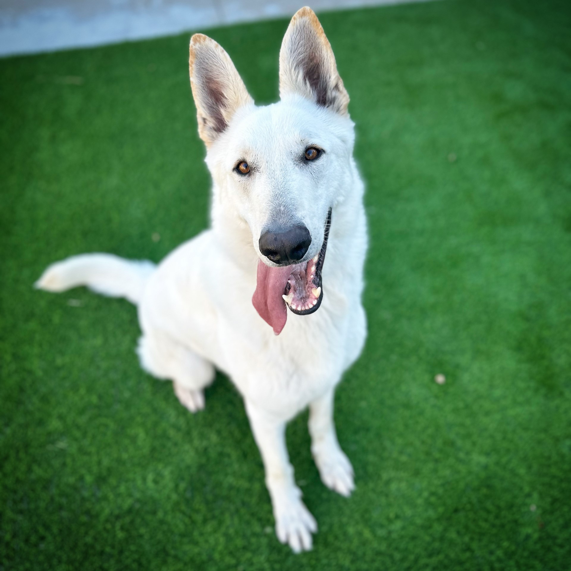 Ardmore Animal Shelter in Ardmore, Oklahoma