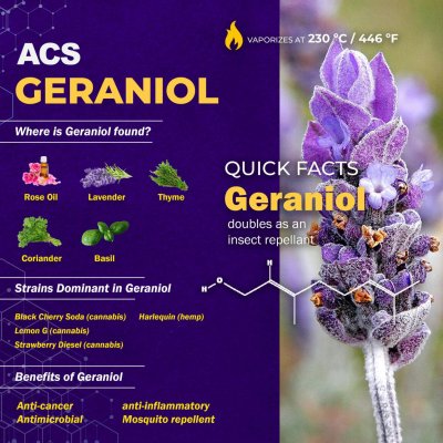Terpene Tuesdays: Everything You Need to Know About Geraniol Flavor ...