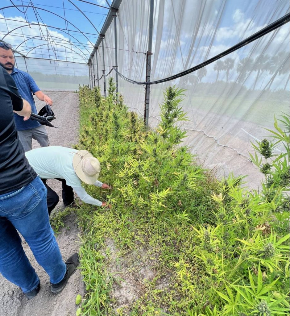 Interview: Farming Hemp in Florida, Overcoming the Challenges