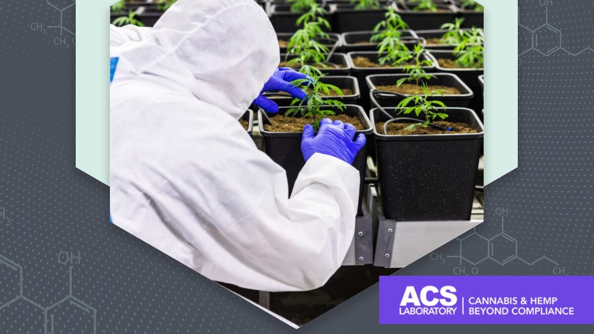 ACS Laboratory Announces New THCOa Testing Safety Bundle