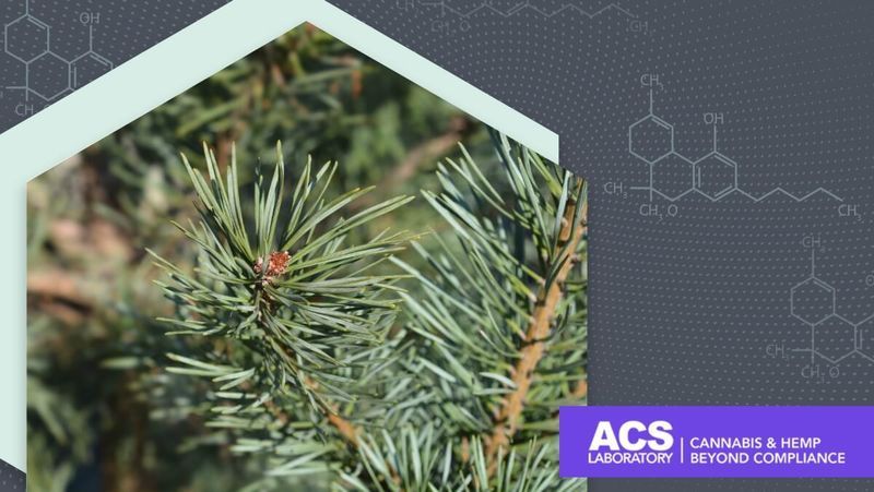 Terpene Tuesdays: Everything You Need to Know About Camphene Flavor ...