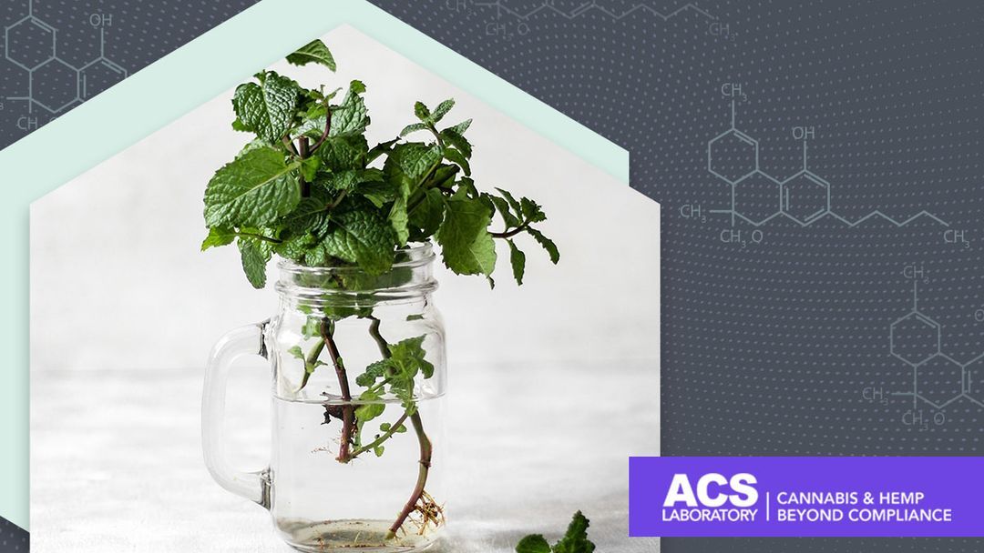 Terpene Tuesdays: Everything You Need to Know About Ocimene Flavor ...