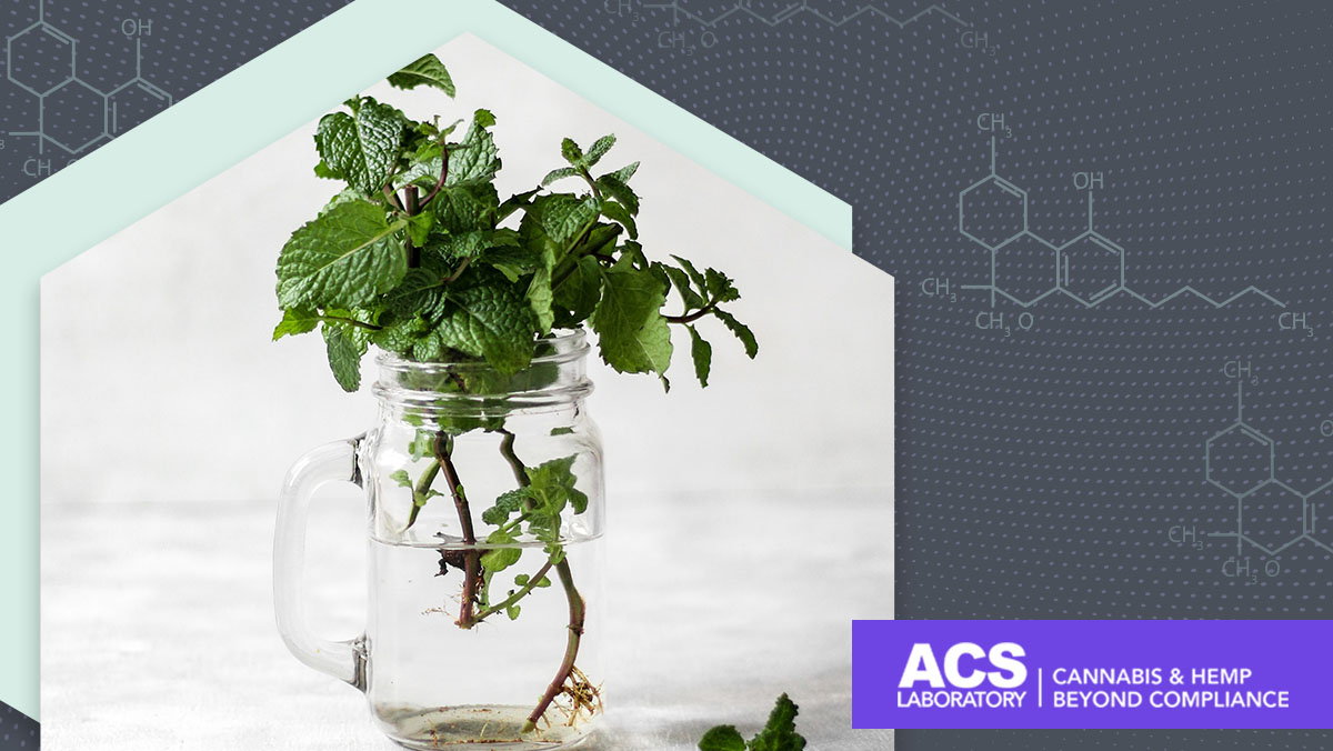 Terpene Tuesdays: Everything You Need to Know About Ocimene Flavor ...