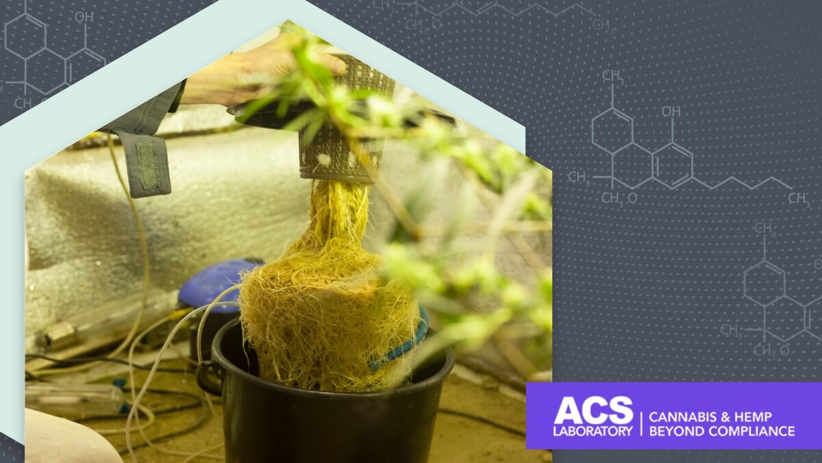 Research Shows Cannabis Roots Have Hidden Potential