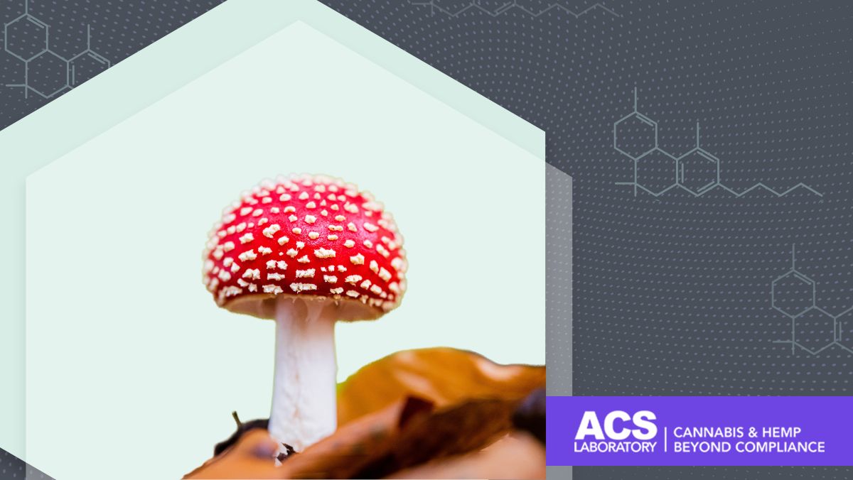 Amanita Muscaria Part II: Active Ingredients, Effects, Nutrition & Legality