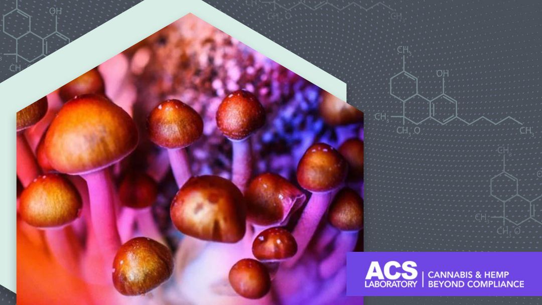 Psilocin Guide: Effects, Benefits, Risks, and Legality