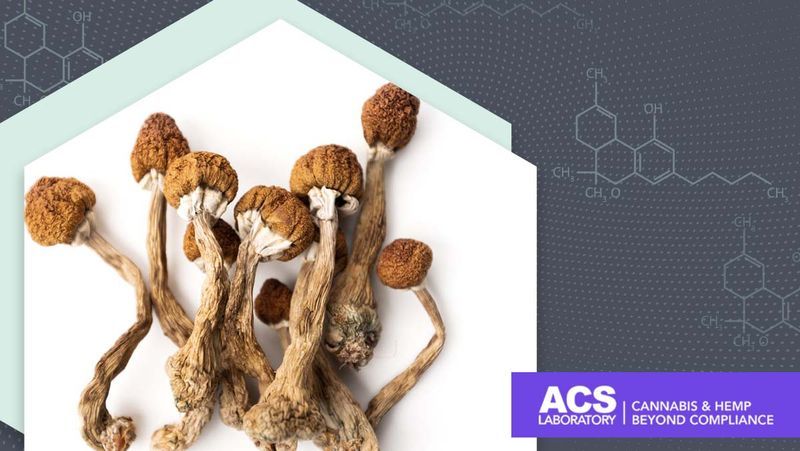 Psilocybin Guide: Effects, Benefits, Risks, and Legality