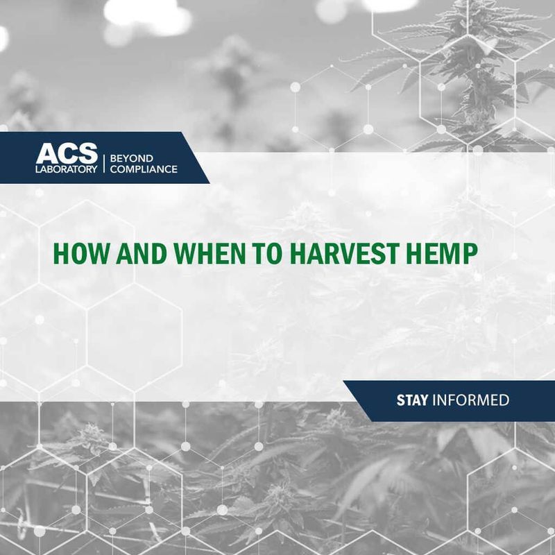 How and When to Harvest Hemp