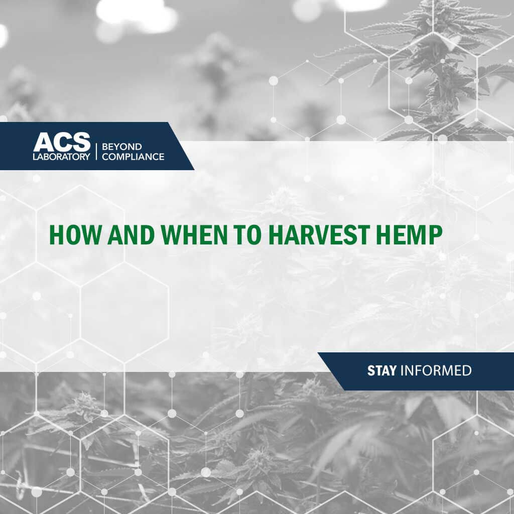 How and When to Harvest Hemp