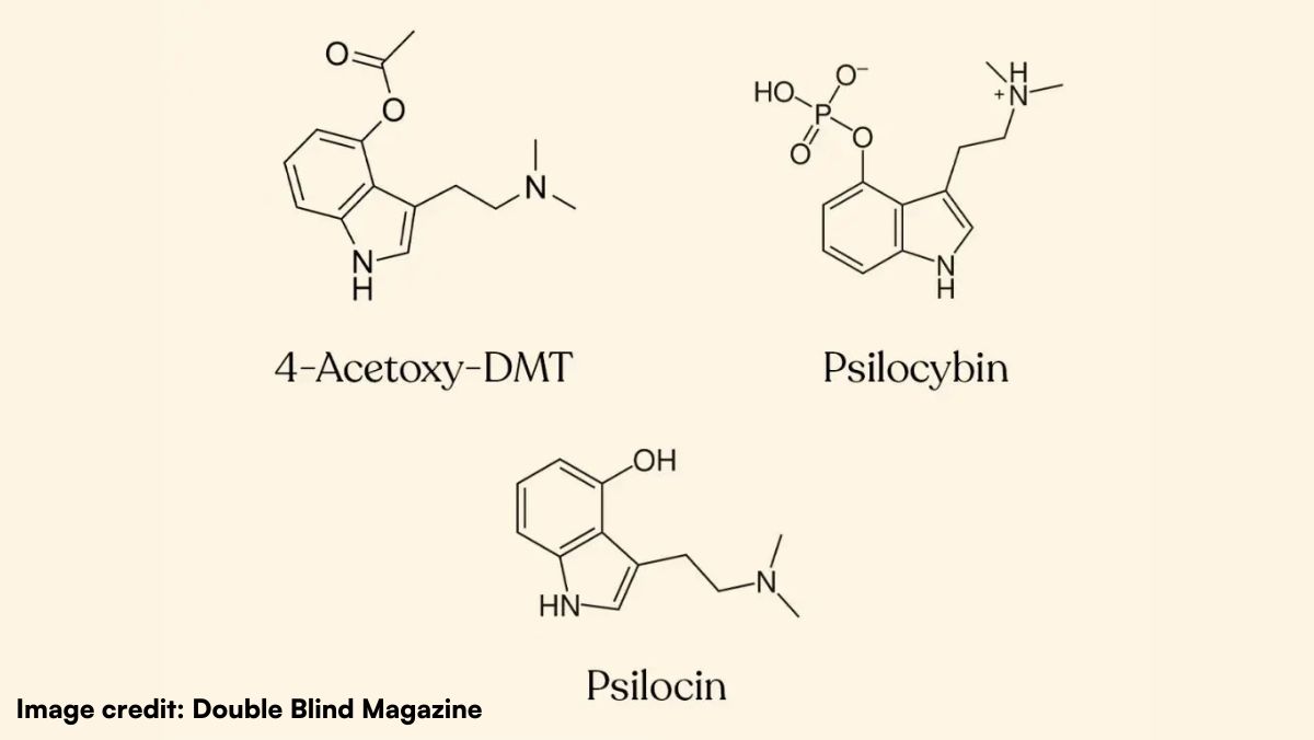 What is 4-AcO-DMT? Understanding The Synthetic Psilocybin Analog