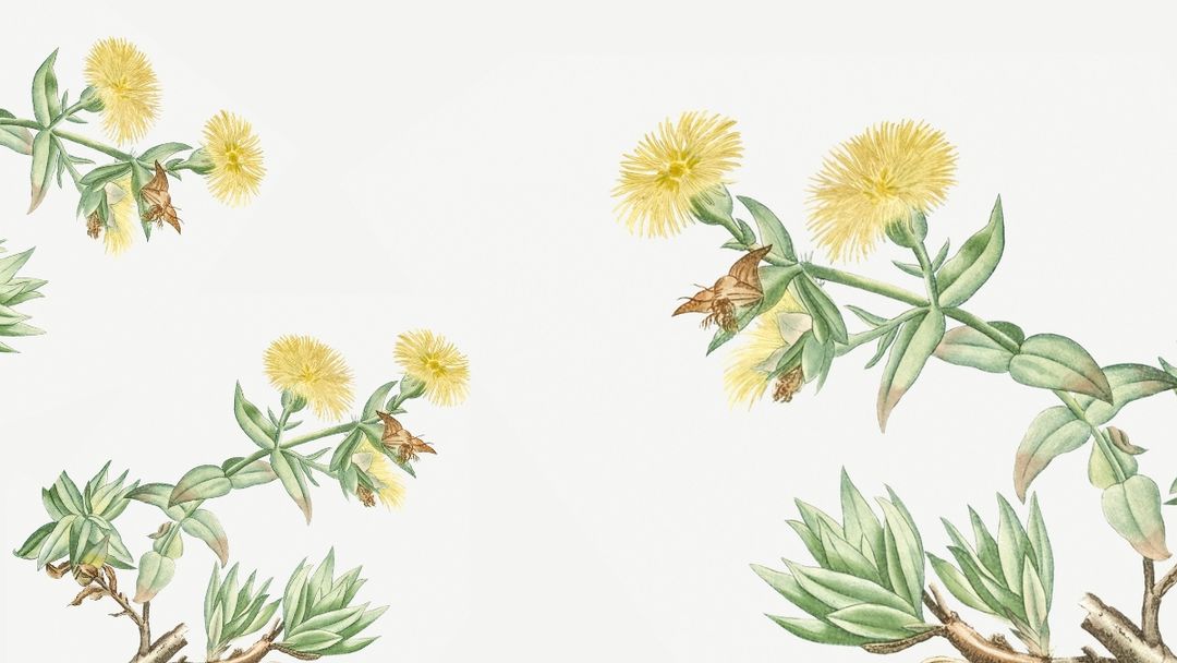 Examining The Key Psychoactive Alkaloids Responsible for Kanna Effects