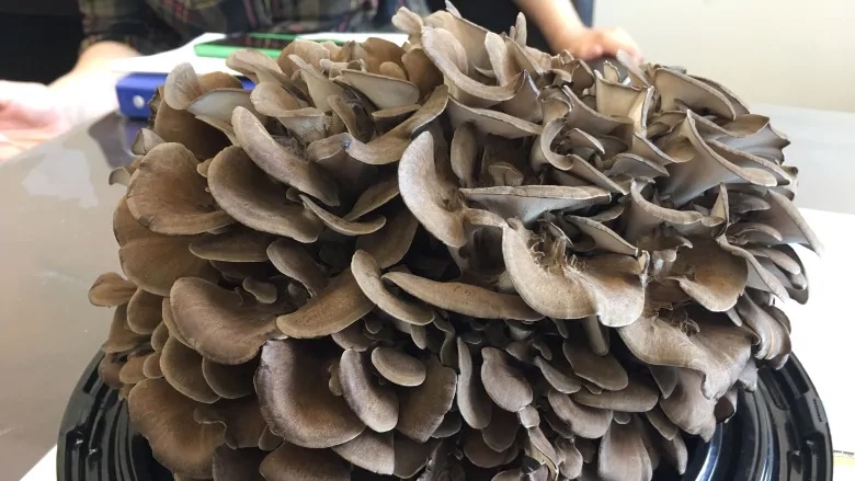 Functional Mushrooms: Shiitake, Maitake, and Agaricus Benefits ...