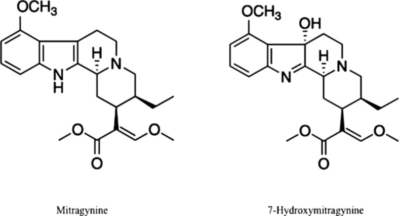 A Guide to 7-Hydroxymitragynine: Kratom’s Powerful Minor Alkaloid