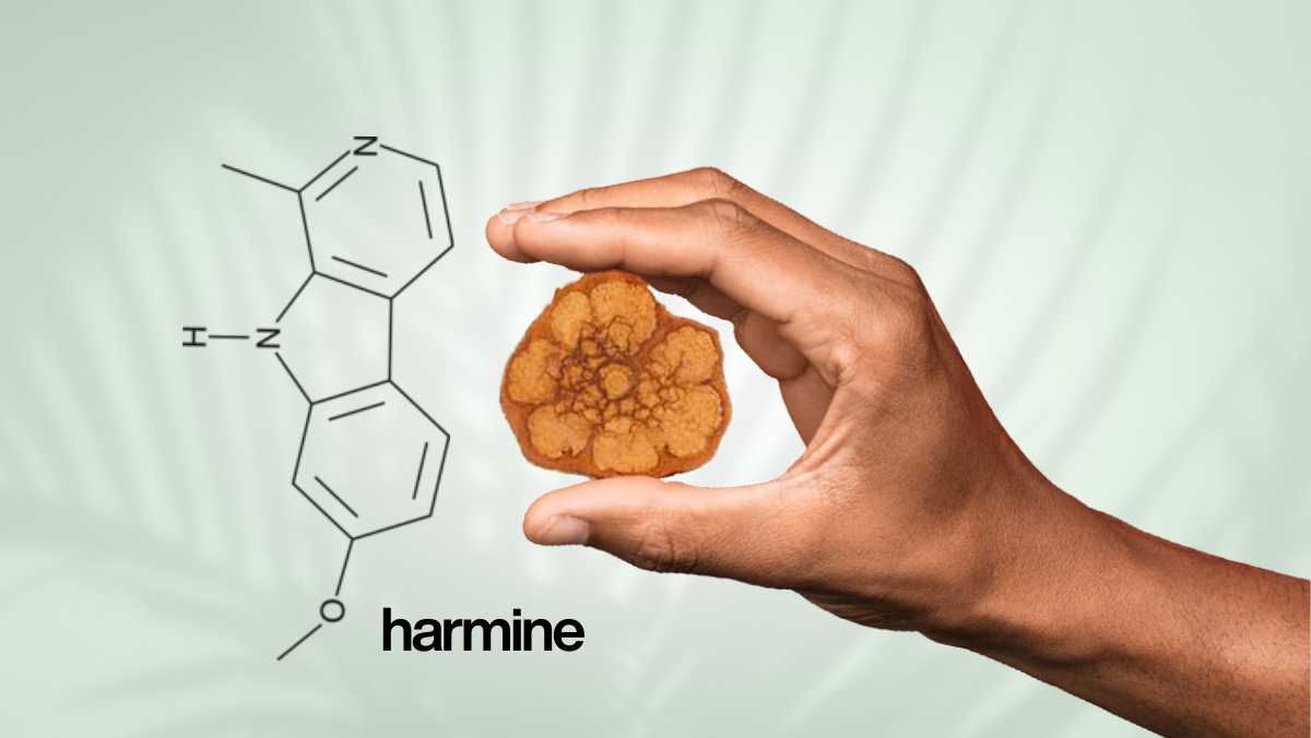 Harmine Guide: Effects, Benefits, Risks, and Legality