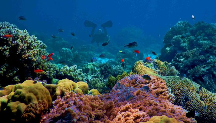 Molokini Crater: Snorkel Gem of South Maui | The Hale Pau Hana