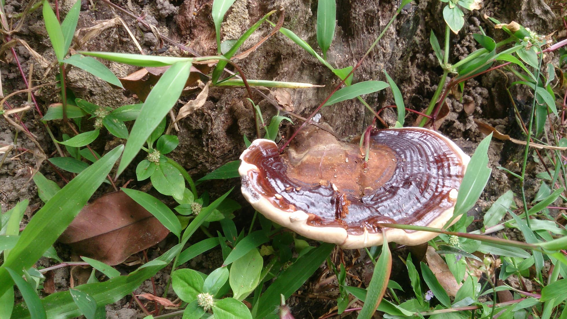 Lingzhi 101 Guide: What Is It And Can It Treat Hair Loss?