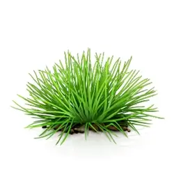 Safer and smarter lawn care services in Raleigh and Charlotte