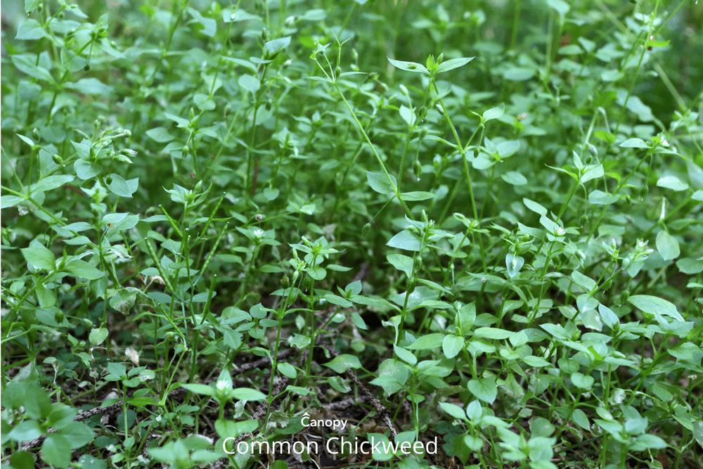 Applying Weed Control To Warm Season Grass Canopy Lawn Care