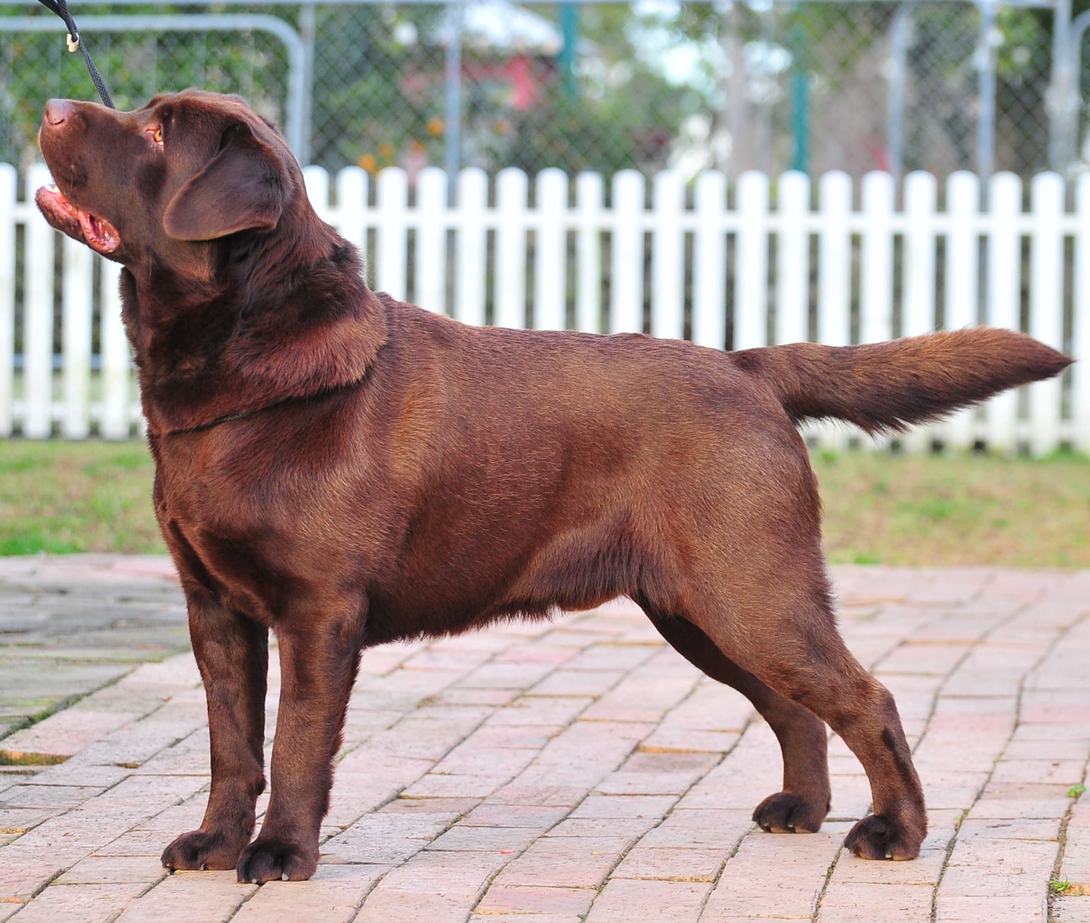 Labrador Retrievers