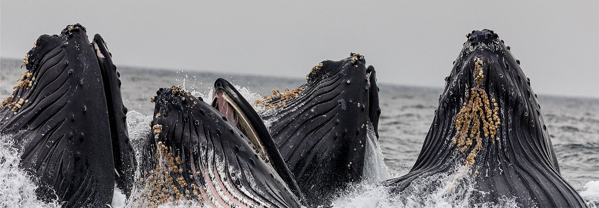 About Us - Earth Species Project