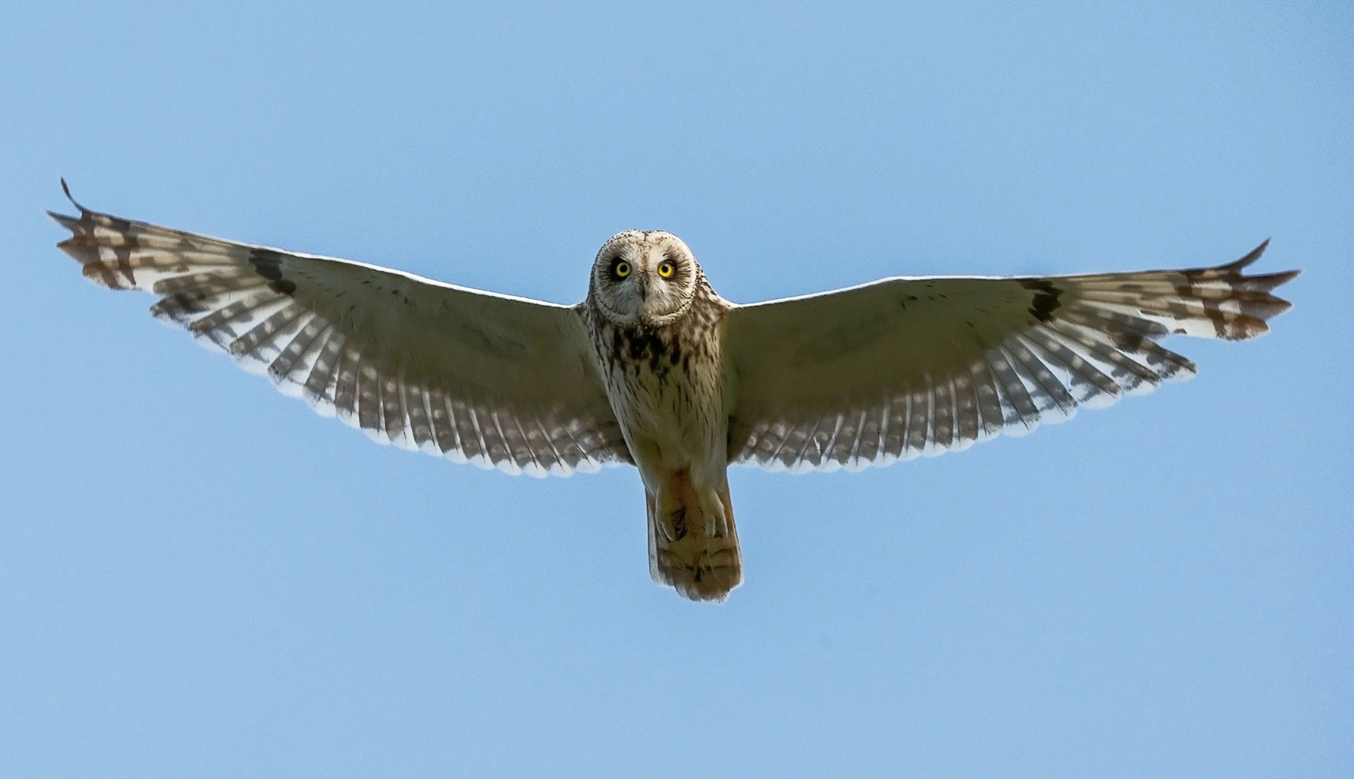 About Us - Earth Species Project