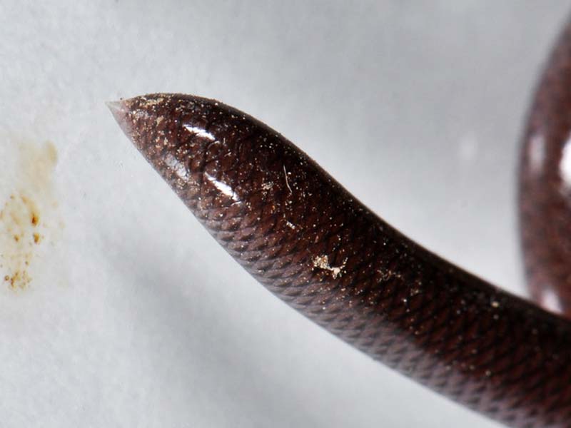 Hong Kong's Wild Stars | This is not an earthworm - Blink Snake it is!