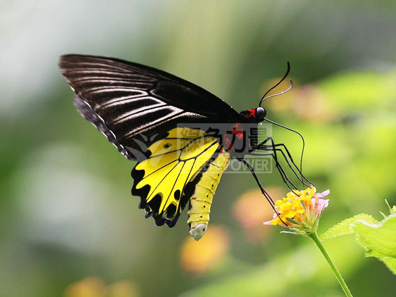 Hong Kong's Wild Stars | Tragedy of the Beauty - Common Birdwing ...