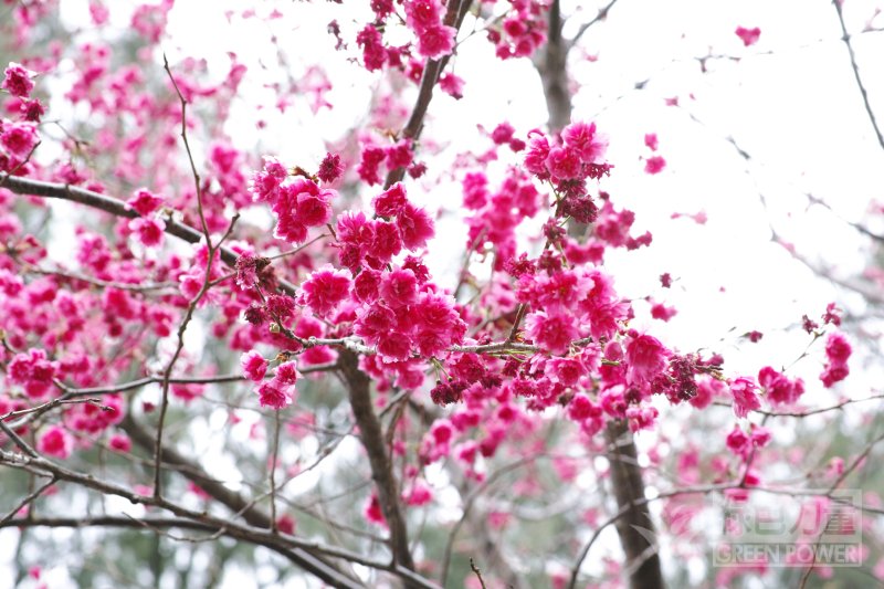 All About Green | Using the Japanese Cherry Blossom Frenzy as a Model ...
