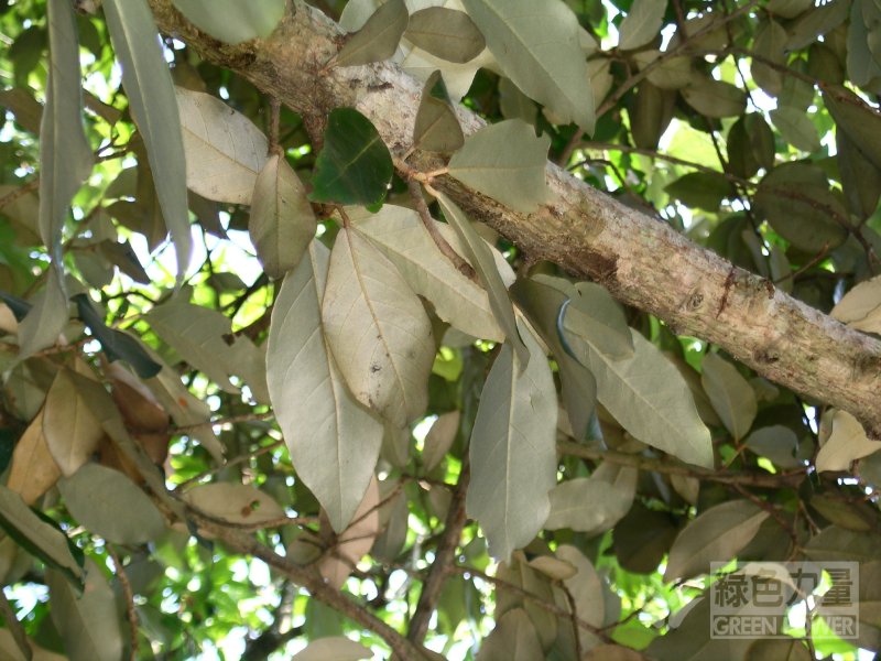 Hong Kong's Wild Stars | The Fighter in the Ferocious Flow - Looking ...