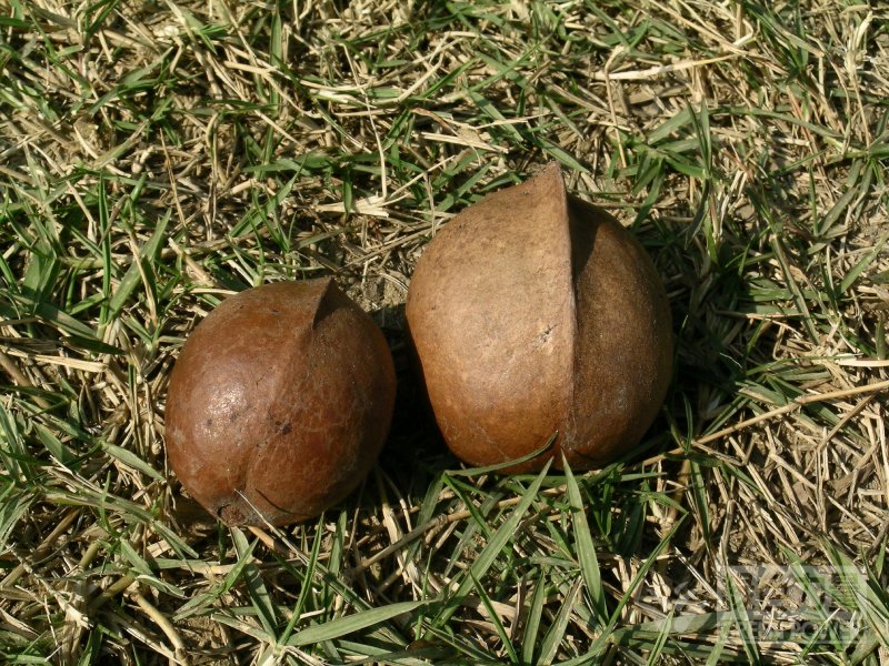 Hong Kong's Wild Stars | The Fighter in the Ferocious Flow - Looking ...